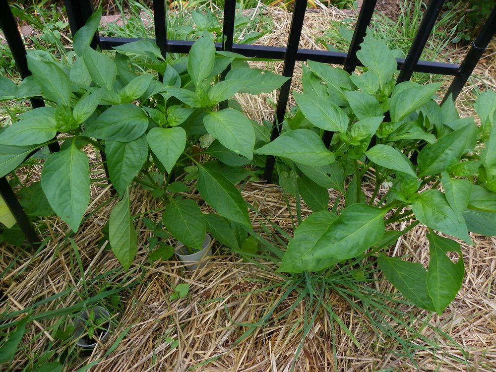 Pepper (Capsicum annuum 'Green Twist') in the Peppers Database - Garden.org