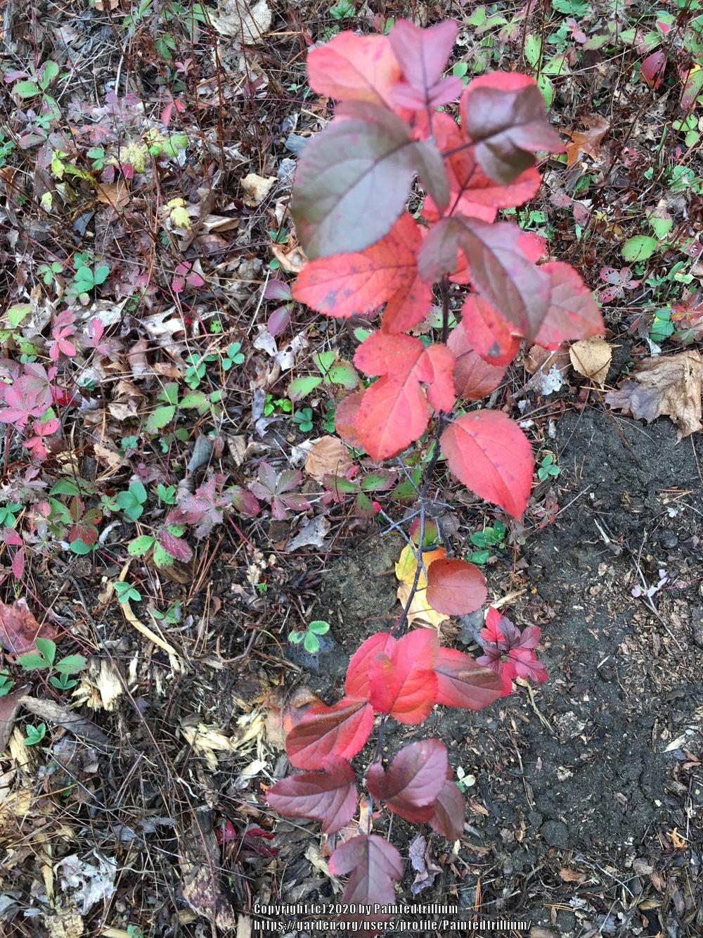 Photo of the fall color of Ninebarks (Physocarpus) posted by ...