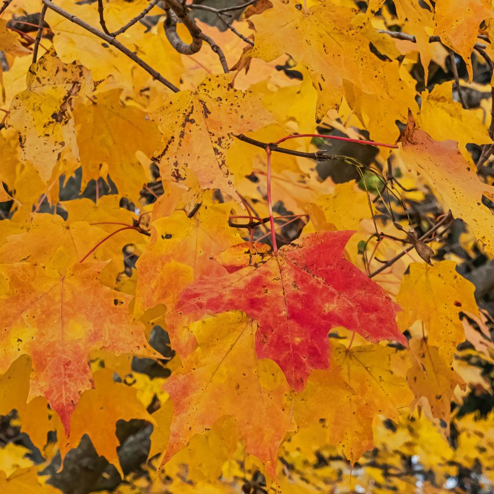 Sugar Maple (Acer saccharum Bonfire™) - Garden.org