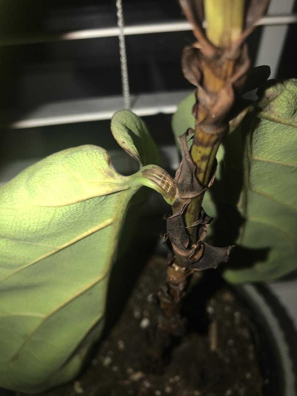 Sick fiddle leaf fig in the Tropicals forum - Garden.org
