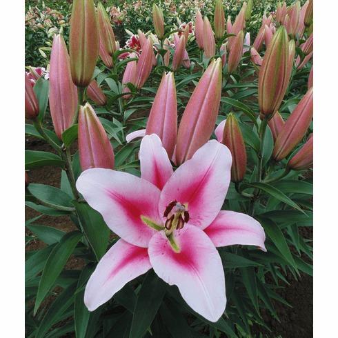 Photo of the entire plant of Lily (Lilium 'Frontera') posted by Joy ...