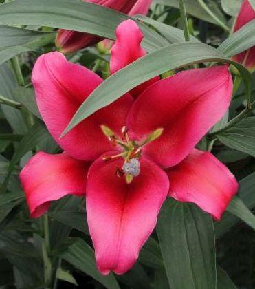 Lily (Lilium 'Red Desire') in the Lilies Database - Garden.org