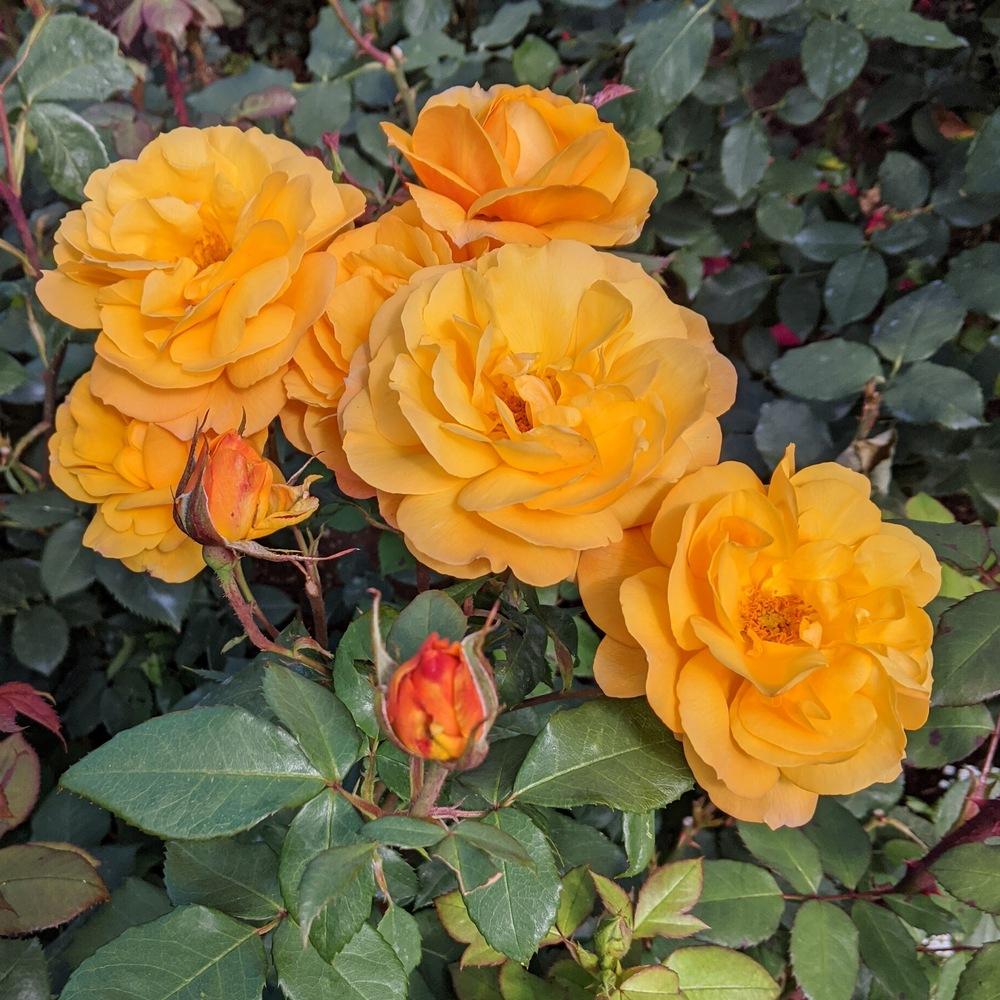 Photo of the bloom of Rose (Rosa 'Good as Gold') posted by K_Quinn ...