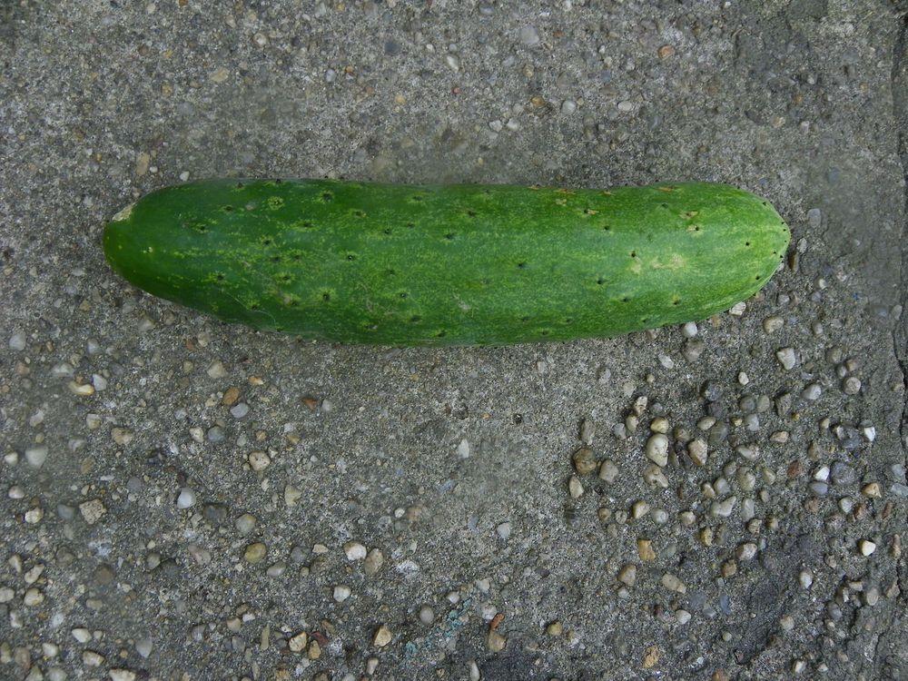Cucumber (Cucumis sativus 'Corporal Shmatko') in the Cucumbers Database ...