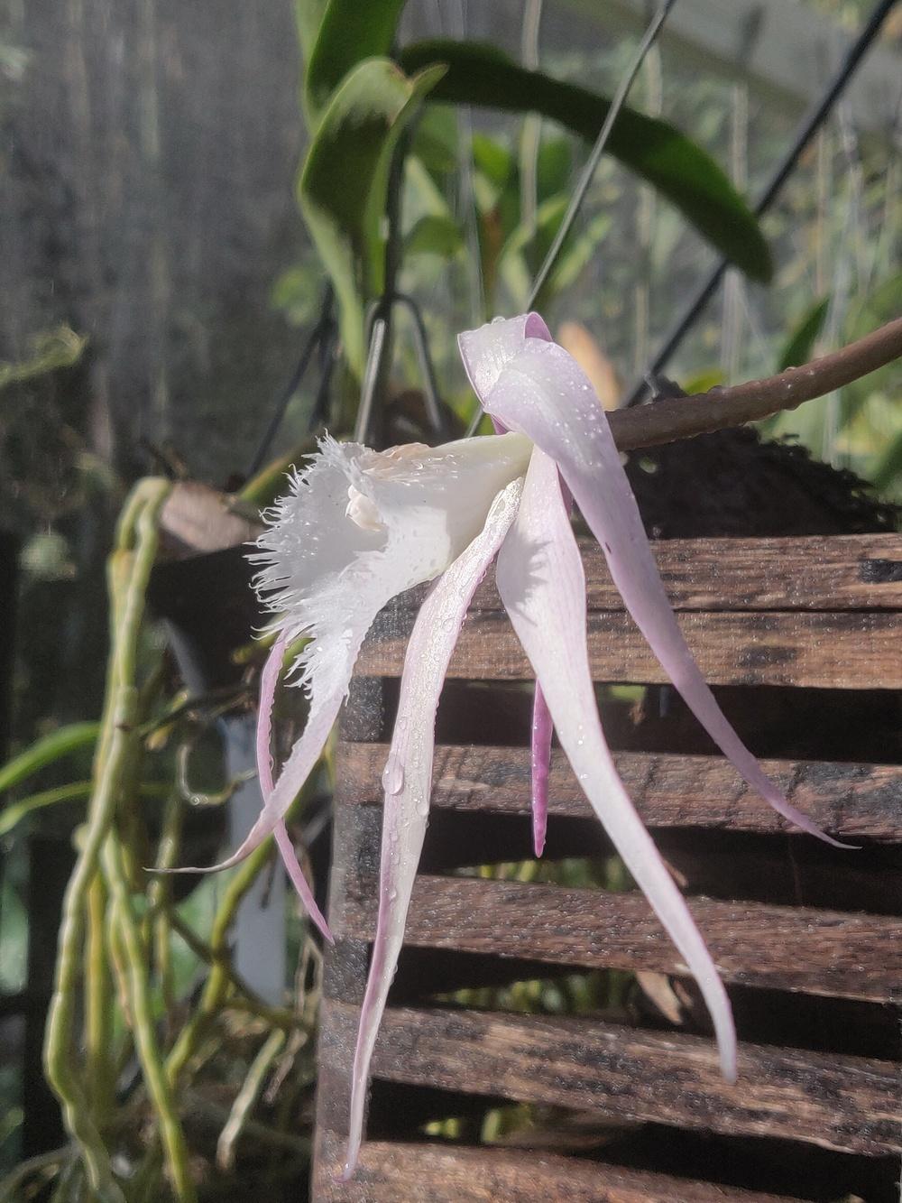 Orchid (Rhynchovola David Sander) - Garden.org