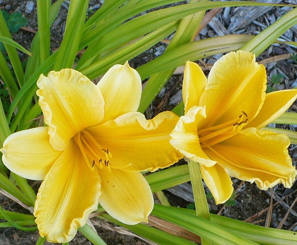 Daylily of the Day: Jen Melon in the Plants of the Day forum - Garden.org