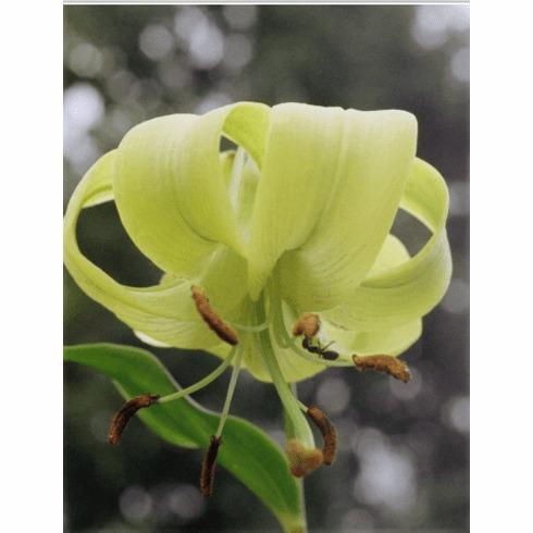 Species Lily (Lilium primulinum var. primulinum) in the Lilies Database ...