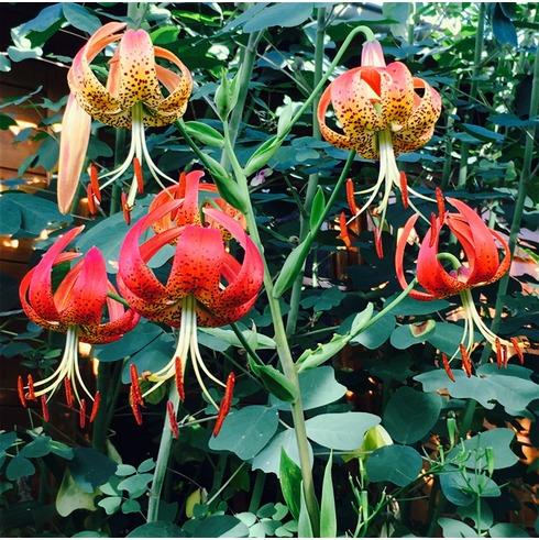 Species Lily (Lilium pyrophilum) in the Lilies Database - Garden.org