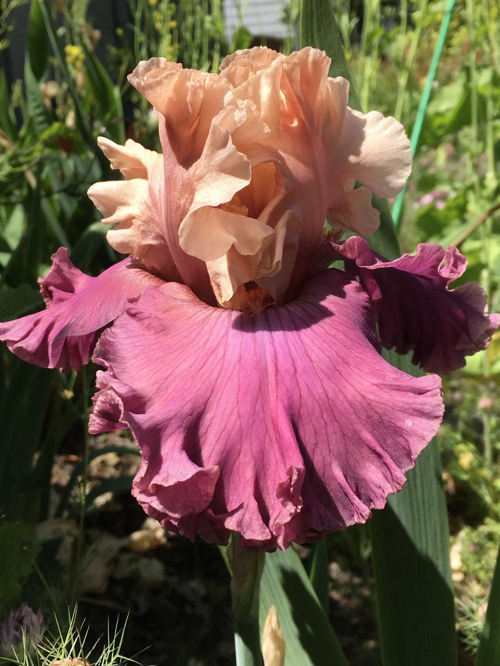 Photo of the bloom of Tall Bearded Iris (Iris 'Sweet City Woman ...
