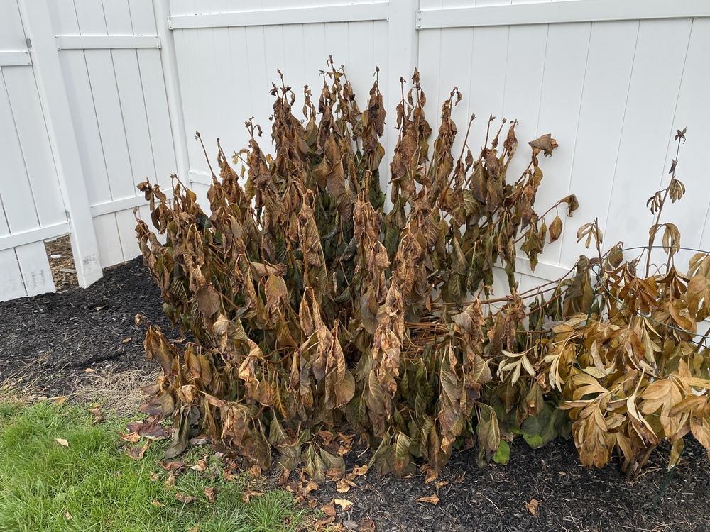 Are my hydrangeas dead? in the Ask a Question forum - Garden.org
