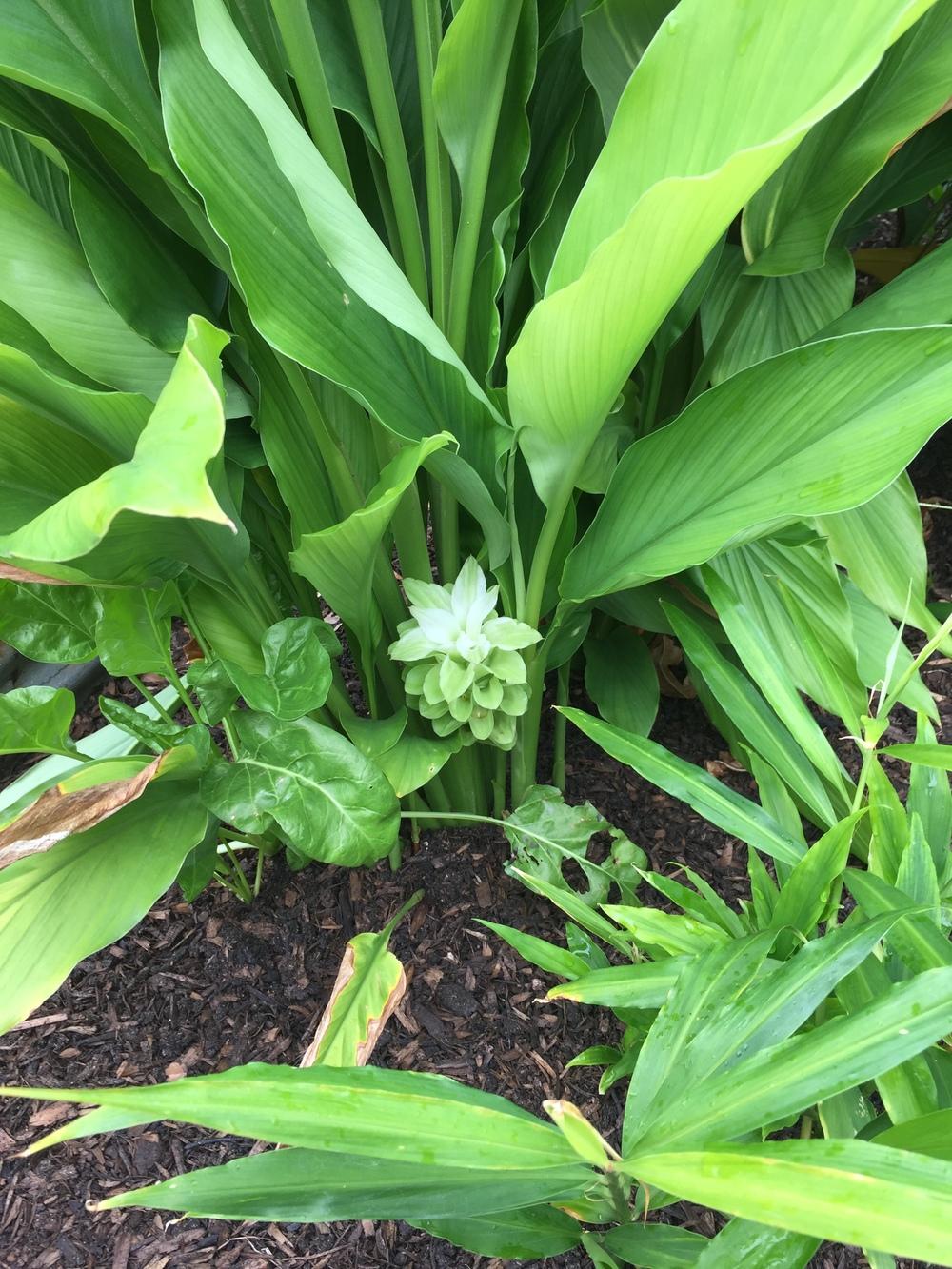 Is this a bloom at the base of out Turmeric? in the Ask a Question ...