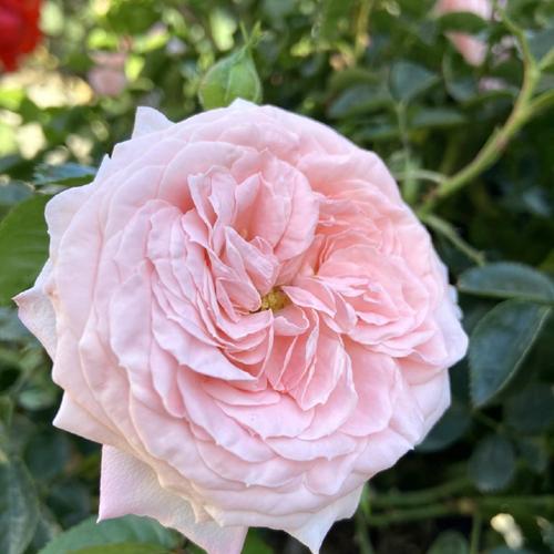 Rose (Rosa 'True Integrity') in the Roses Database - Garden.org