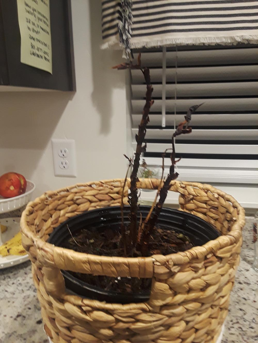 Monstera dead? in the Ask a Question forum - Garden.org