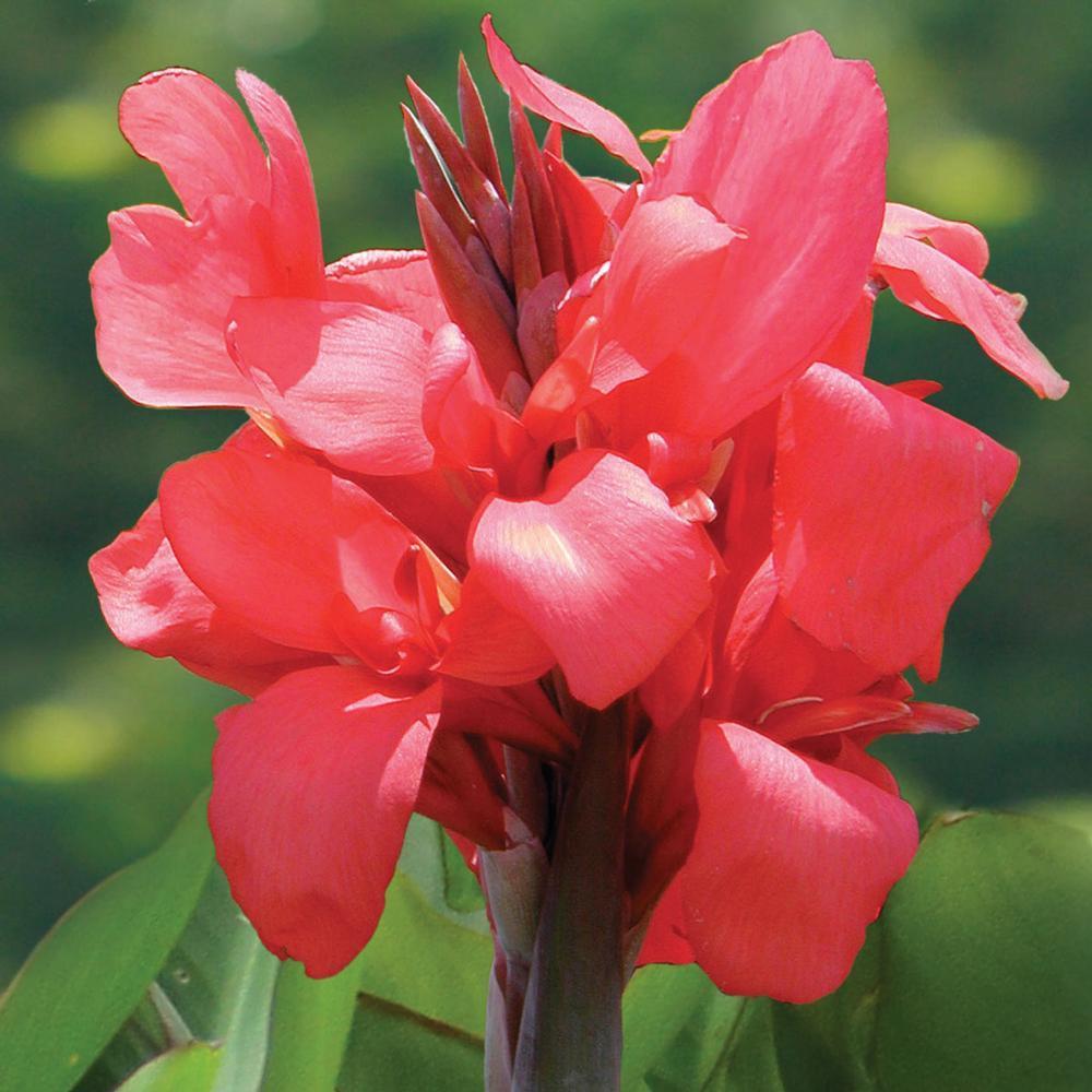 Canna 'Pink Magic' in the Cannas Database - Garden.org