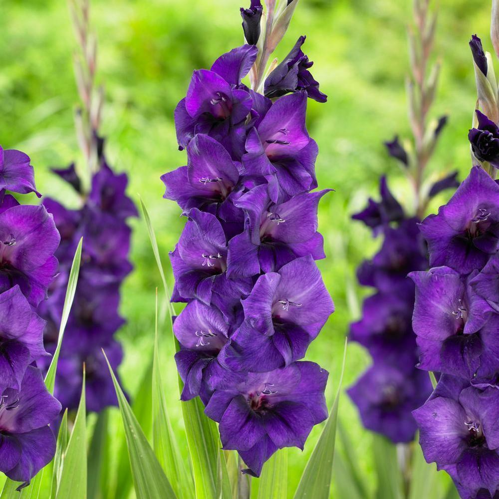 Gladiola (Gladiolus 'Performer') in the Gladiolus Database - Garden.org