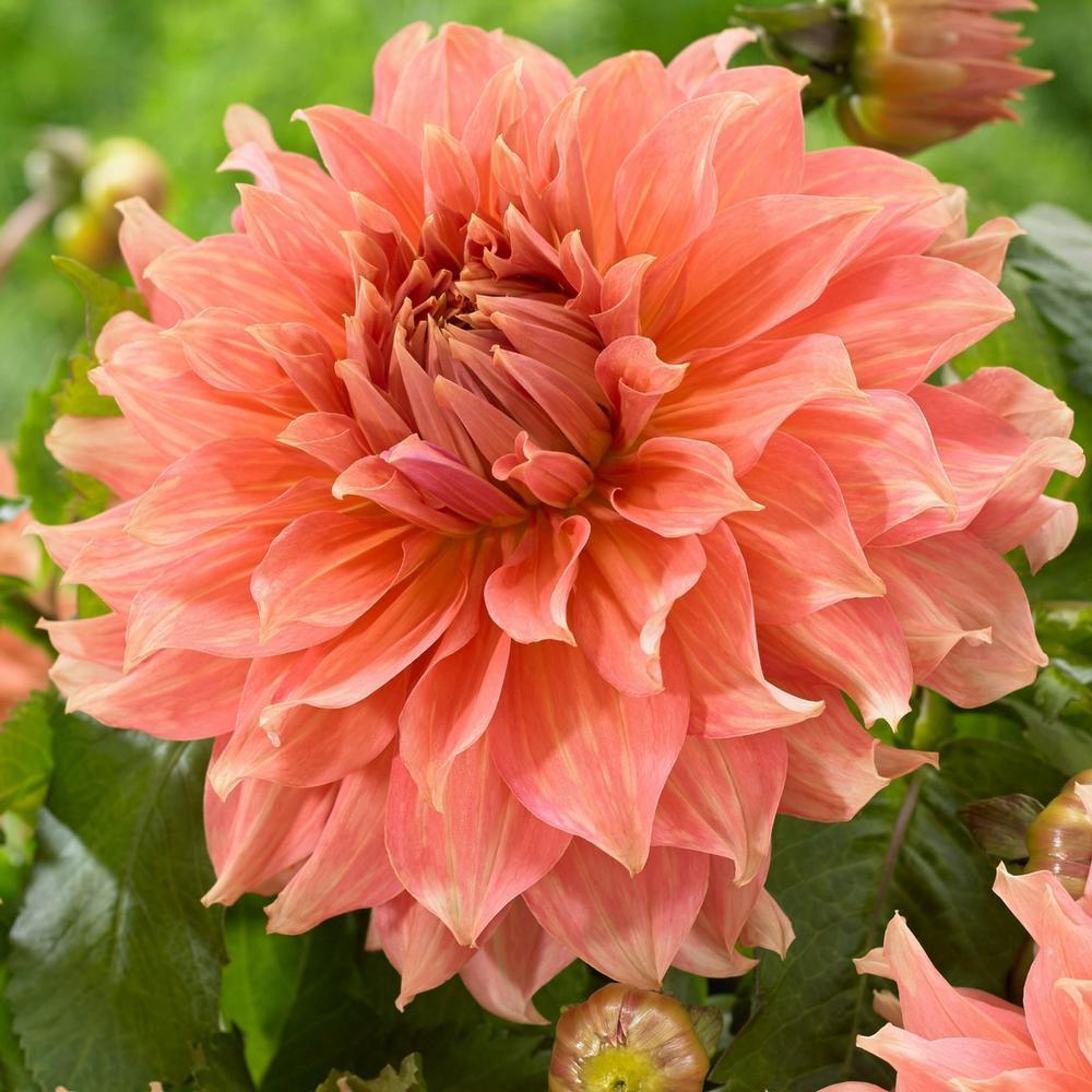 Photo of the bloom of Dahlia 'Fairway Spur' posted by Joy - Garden.org