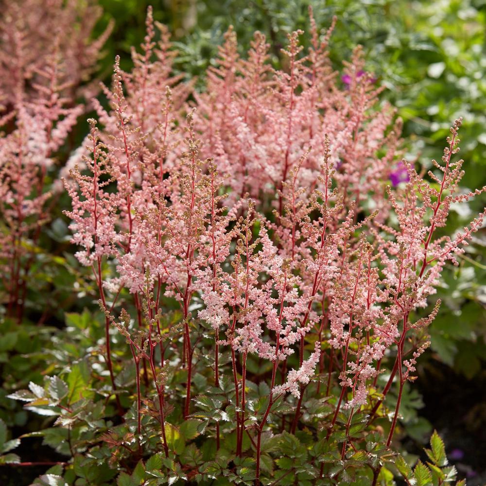 Astilbe 'Spotlight' in the Astilbes Database - Garden.org