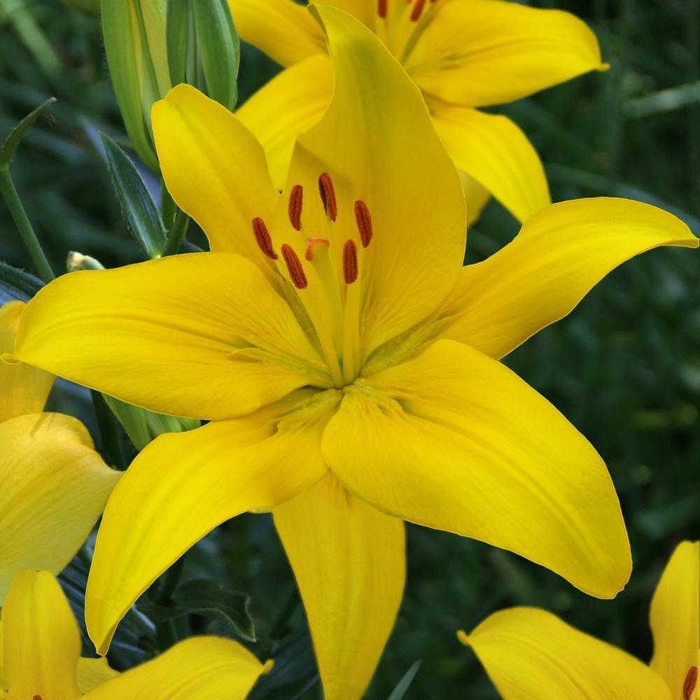 Lily (Lilium 'Yellow County') in the Lilies Database - Garden.org
