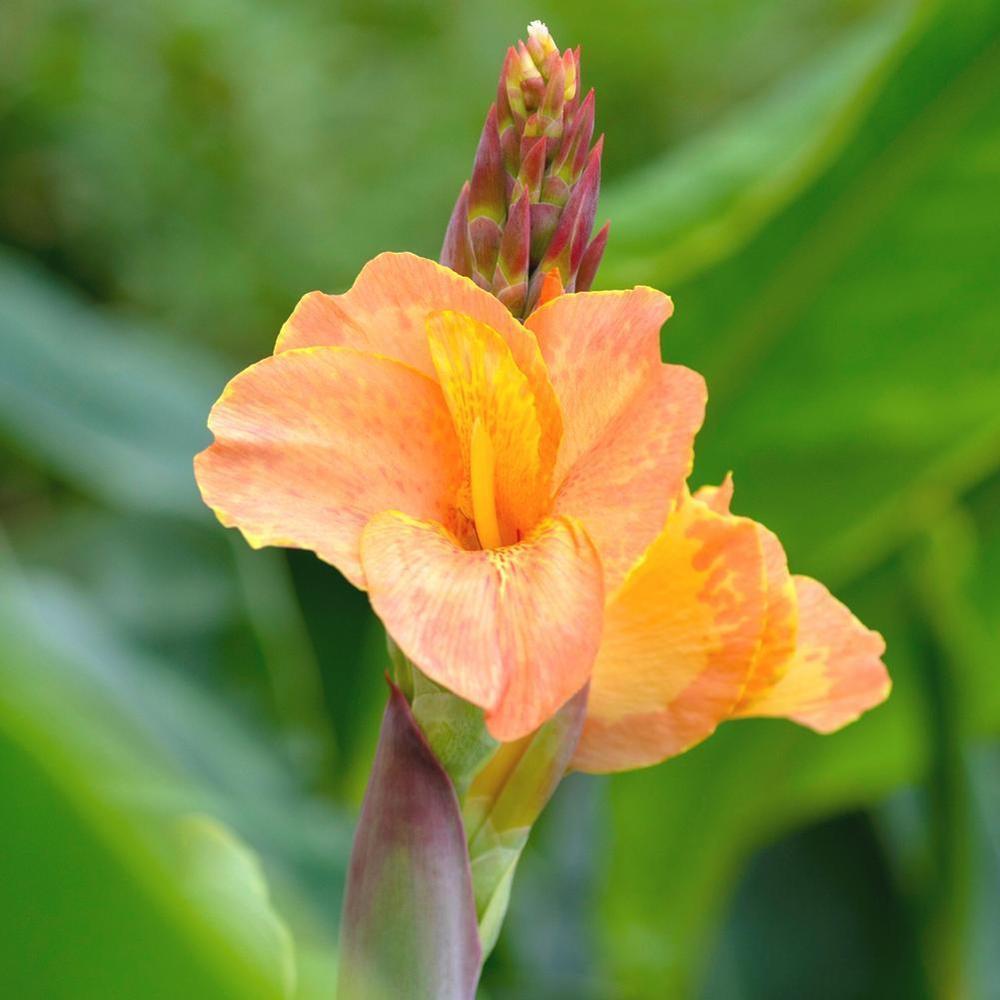 Canna 'Orange Magic' in the Cannas Database - Garden.org