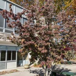 Dogwood (Cornus Stellar Constellation®) in the Dogwoods Database ...