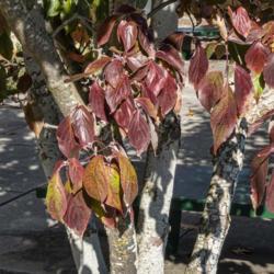 Dogwood (Cornus Stellar Constellation®) in the Dogwoods Database ...