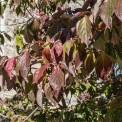 Dogwood (Cornus Stellar Constellation®) in the Dogwoods Database ...