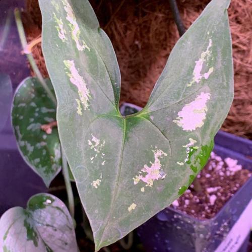 Ulearum donburnsii - Garden.org