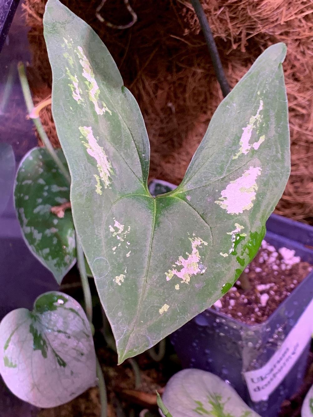 Ulearum donburnsii - Garden.org