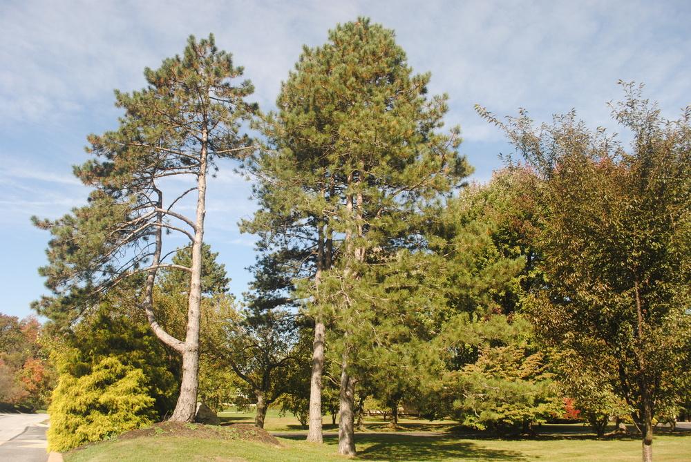 European Black Pine (Pinus nigra subsp. nigra) - Garden.org
