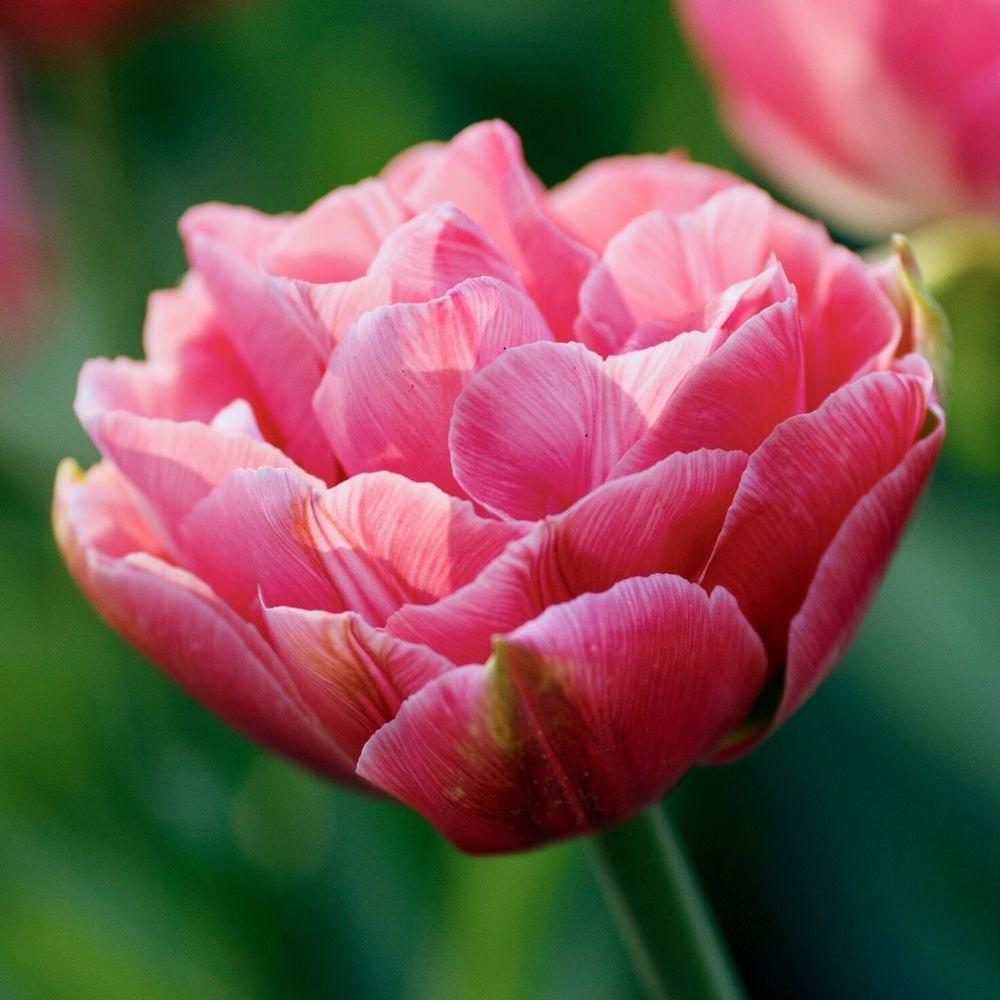 Double Early Tulip (Tulipa 'Aveyron') in the Tulips Database - Garden.org