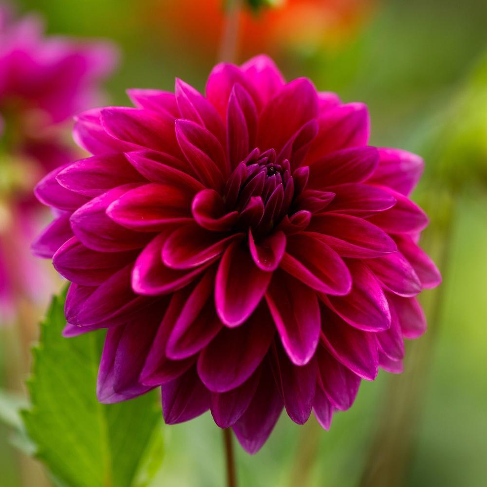 Dahlia 'Lilac Bull' in the Dahlias Database - Garden.org