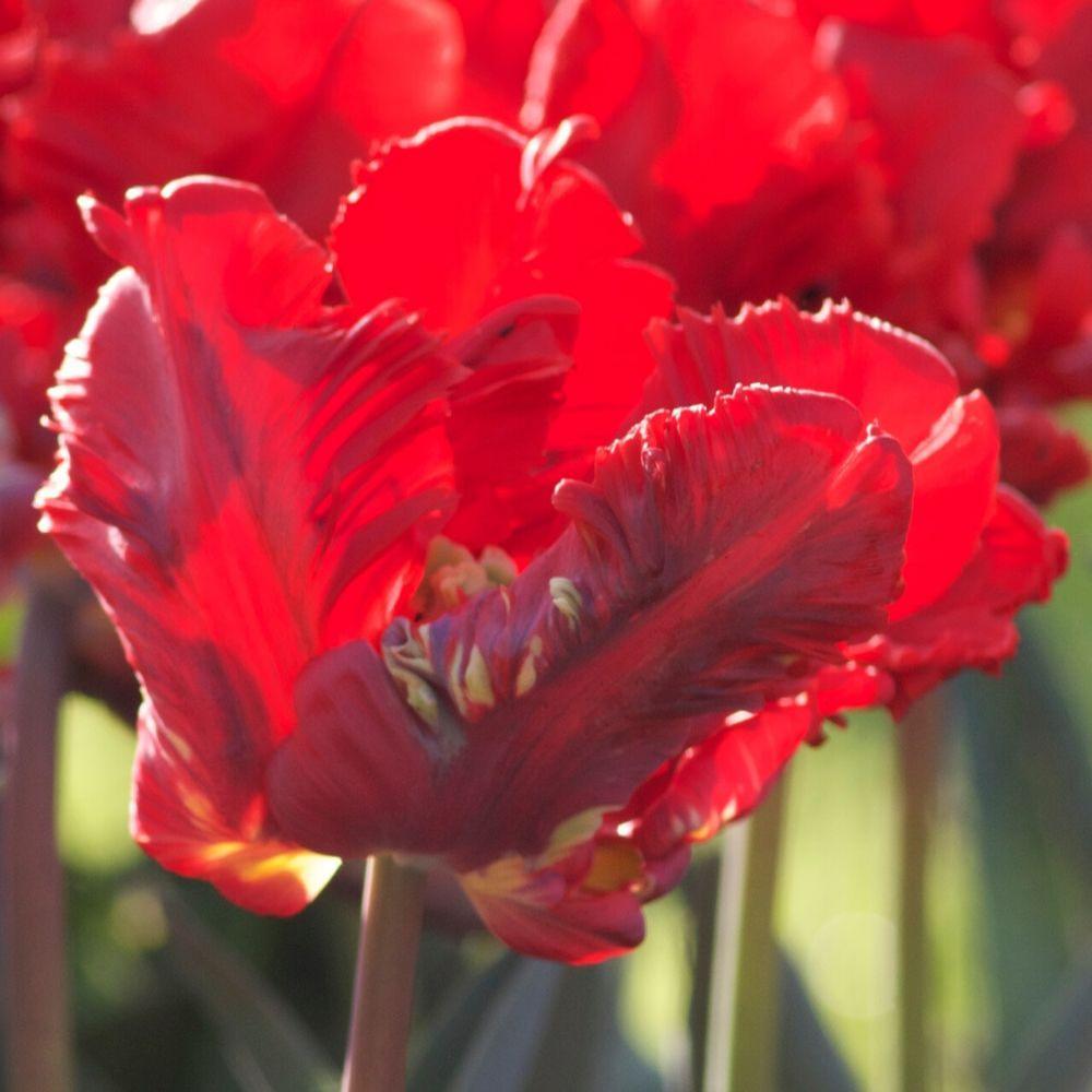 Tulip (Tulipa 'Red Madonna') in the Tulips Database - Garden.org