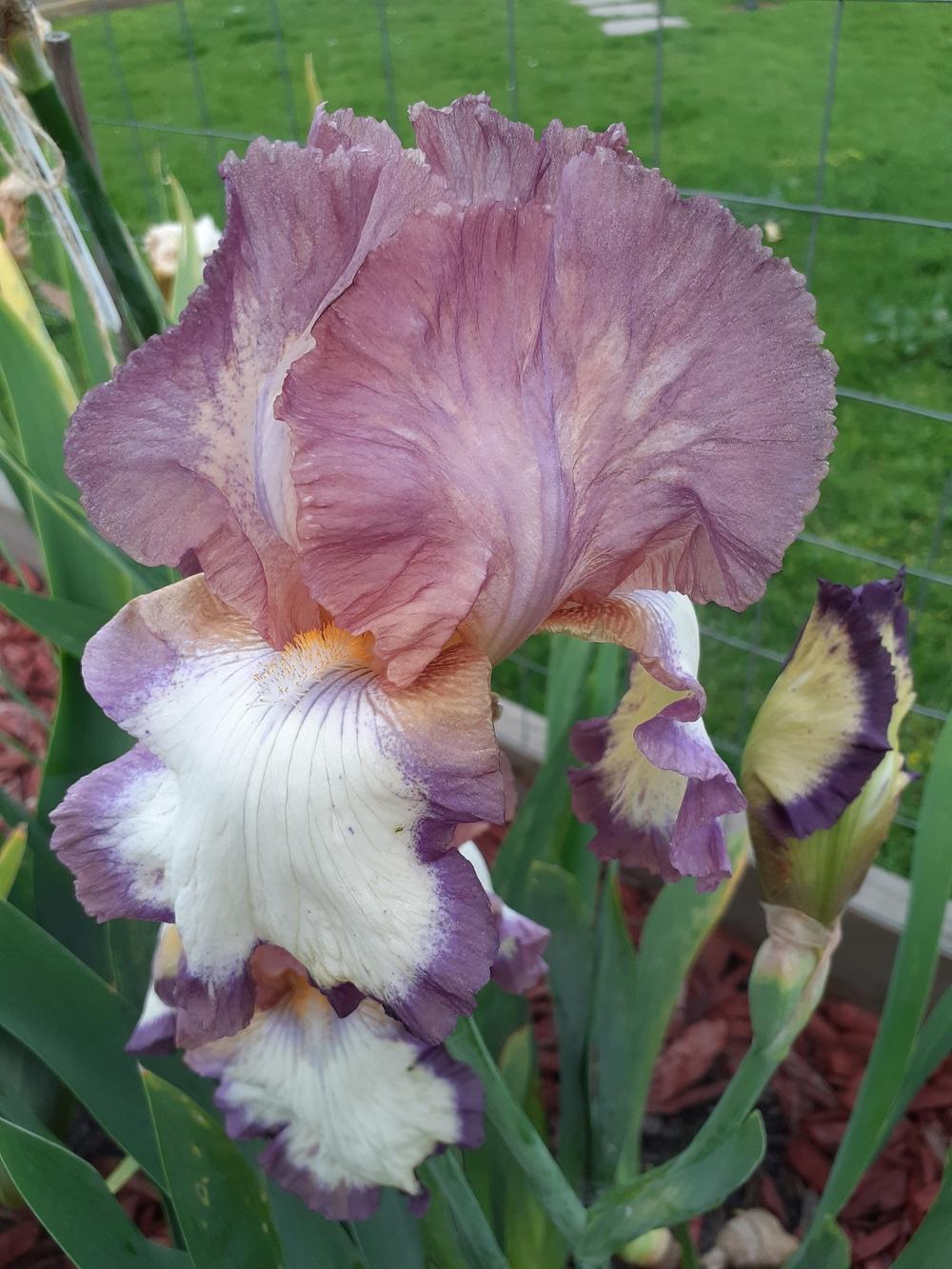 Photo of the bloom of Tall Bearded Iris (Iris 'Hawaiian Halo') posted ...