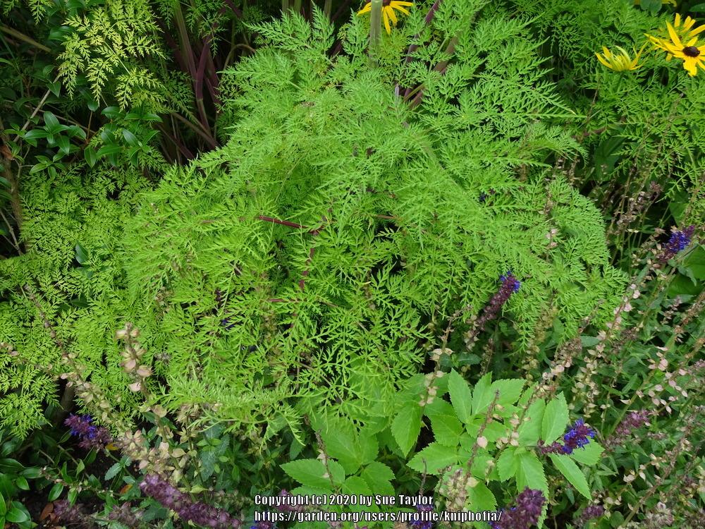 Milk Parsley (Ligusticopsis wallichiana) - Garden.org