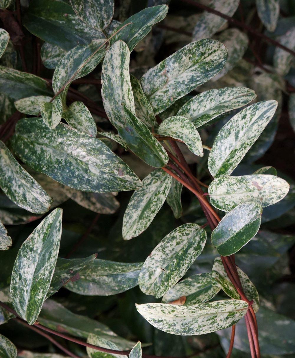 rampant variegated vine in Carolina in the Plant ID forum - Garden.org