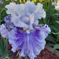 Tall Bearded Iris (Iris 'Frill of It All') in the Irises Database ...