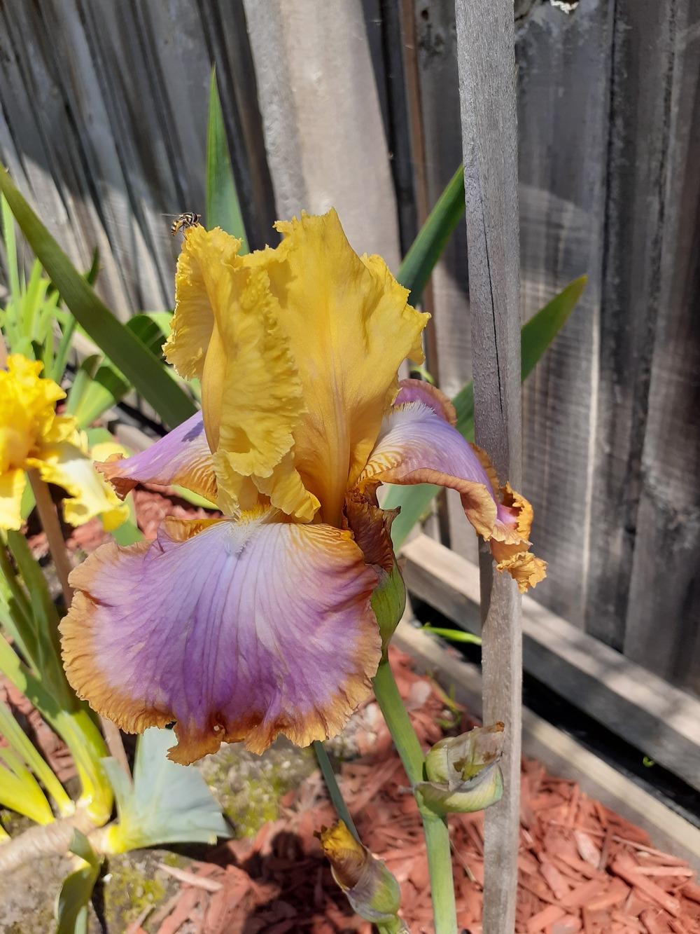 Photo of the bloom of Tall Bearded Iris (Iris 'Enchanted One') posted ...