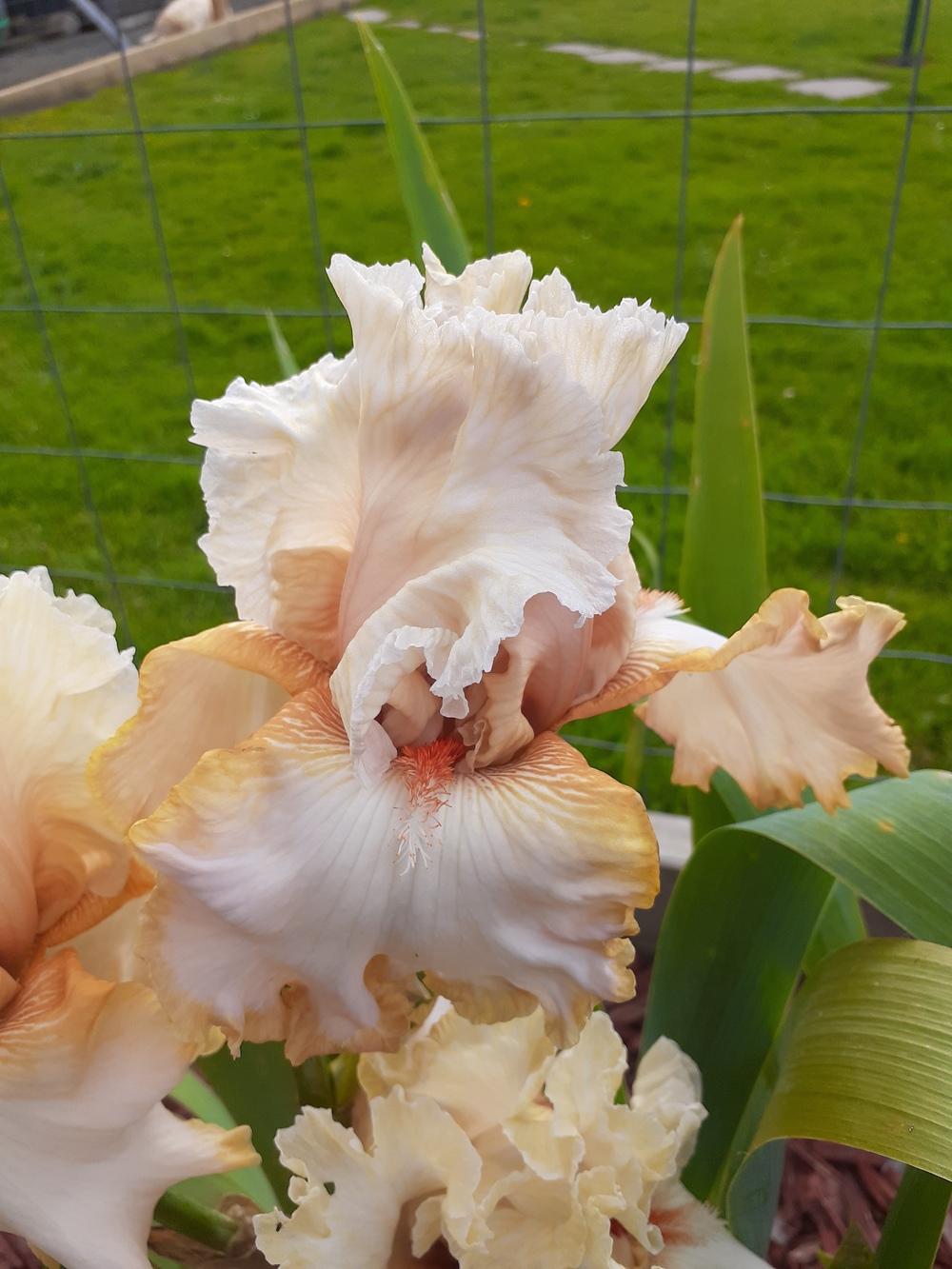 Tall Bearded Iris (Iris 'Tijara Paris') in the Irises Database - Garden.org