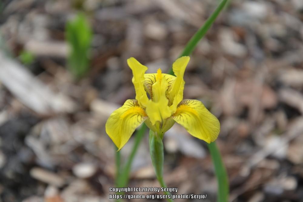 Species Iris (Iris humilis) in the Irises Database - Garden.org