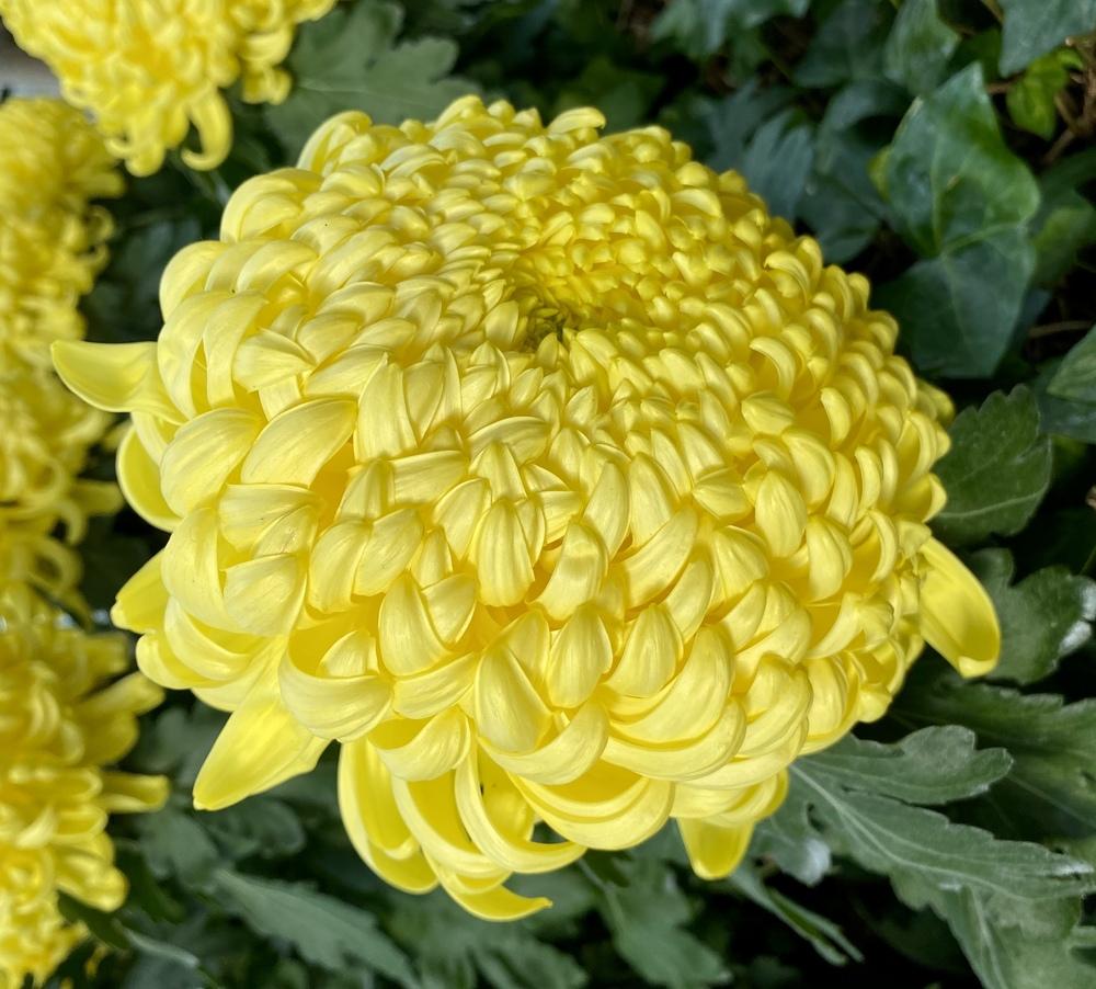Irregular Incurve Mum (Chrysanthemum 'Bola de Oro') - Garden.org