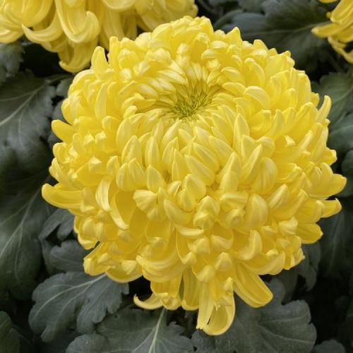 Irregular Incurve Mum (Chrysanthemum 'King's Pleasure') - Garden.org