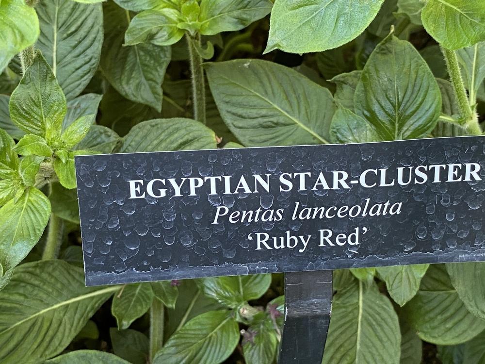 Pentas lanceolata Ruby Red in the Plant Database forum - Garden.org