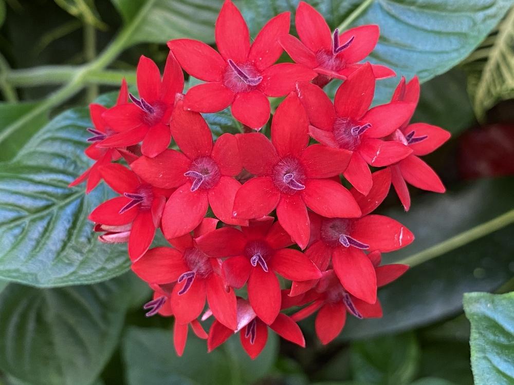 Pentas lanceolata Ruby Red in the Plant Database forum - Garden.org
