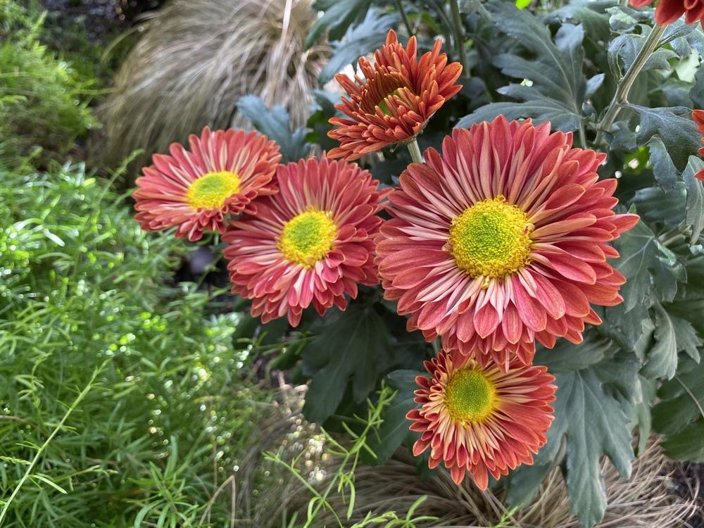 Photo of the entire plant of Anemone Mum (Chrysanthemum 'Mancetta ...