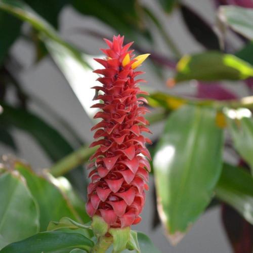 Spiral Ginger (Costus barbatus) - Garden.org
