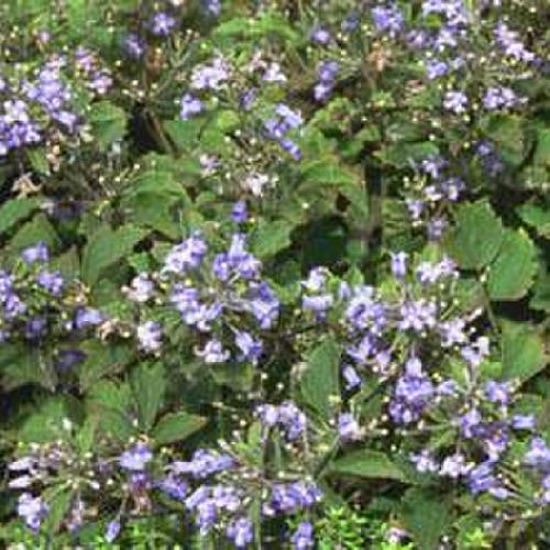 Clematis (Clematis heracleifolia 'Little Blue') in the Clematis ...