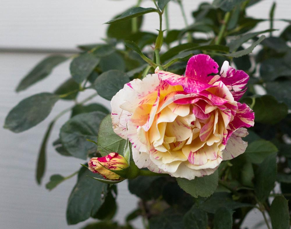 Rose (Rosa 'Maurice Utrillo') in the Roses Database - Garden.org