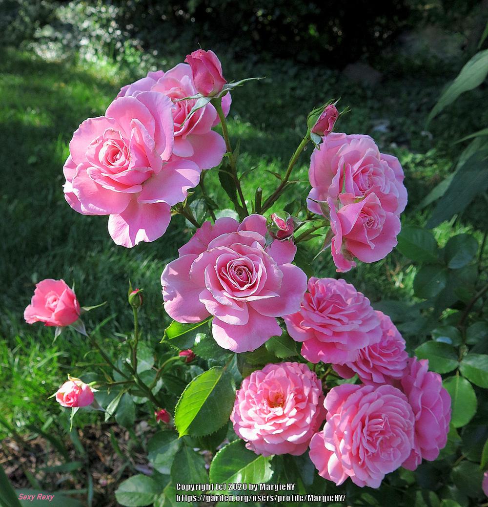 Photo of the entire plant of Rose (Rosa 'Sexy Rexy') posted by MargieNY ...