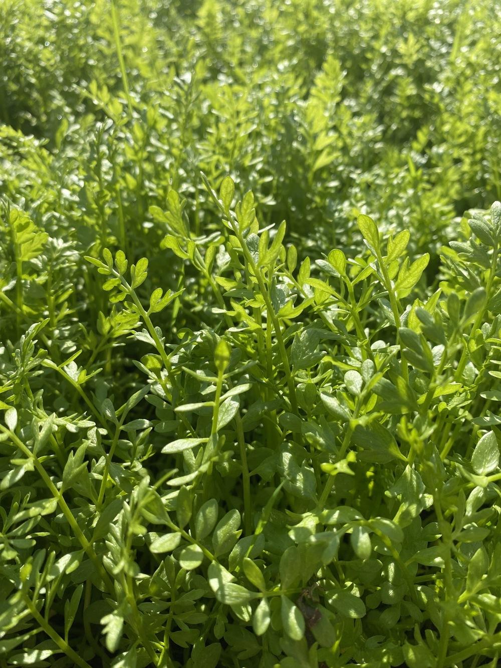 Invasive weed identification in the Plant ID forum - Garden.org