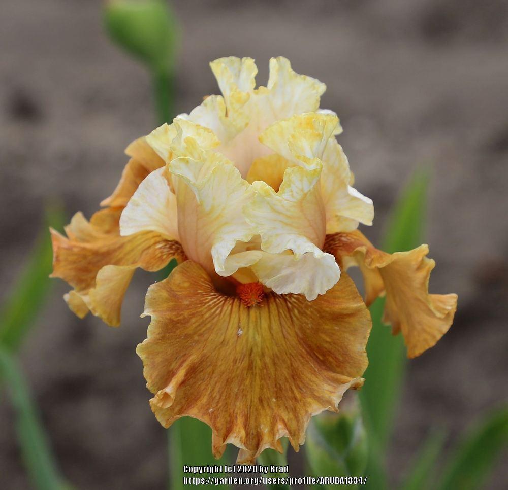 Tall Bearded Iris (Iris 'Beyond the Rainbow') in the Irises Database ...